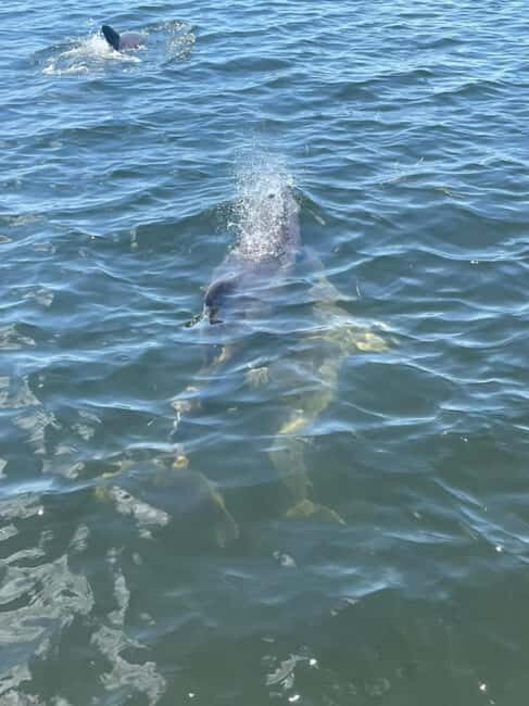 Tarpon Springs: Private Island Tour & Dolphin Cruise - An In-Depth Look at the Experience