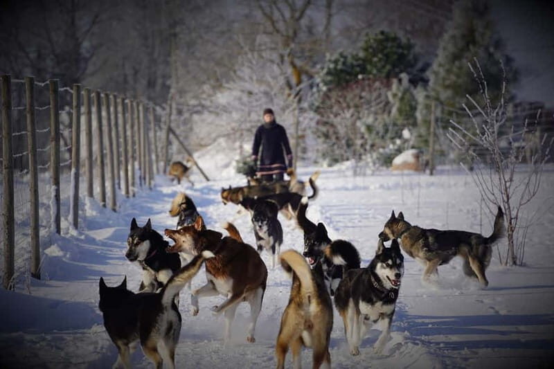 TARTU COUNTRY: SLED DOG TOUR AND KENNEL VISIT - Key Points