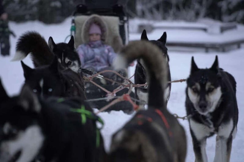 TARTU COUNTRY: SLED DOG TOUR AND KENNEL VISIT - A Full Breakdown of the Sled Dog Experience