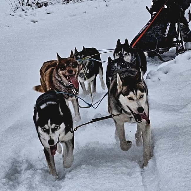 TARTU COUNTRY: SLED DOG TOUR AND KENNEL VISIT - Authenticity and Education