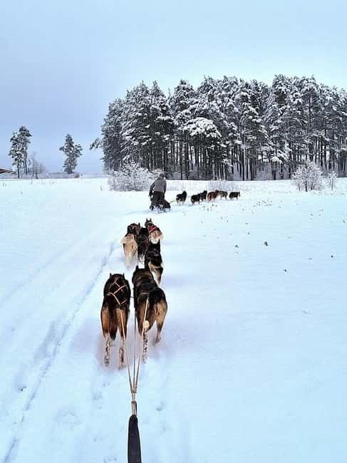 TARTU COUNTRY: SLED DOG TOUR AND KENNEL VISIT - Final Thoughts: Is This Tour Right for You?