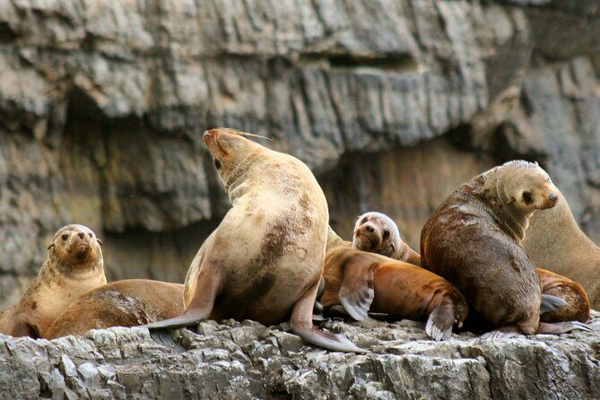 Tasman Island Cruises and Port Arthur Historic Site Day Tour from Hobart - A Deep Dive into the Experience