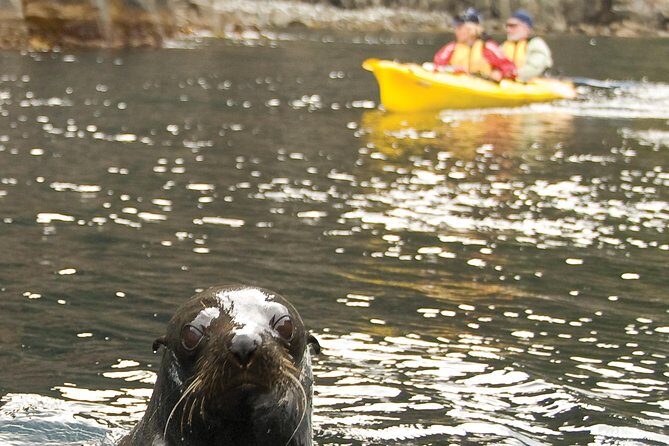 Tasman Peninsula full day kayaking tour - An in-Depth Look at the Tasman Peninsula Kayaking Experience