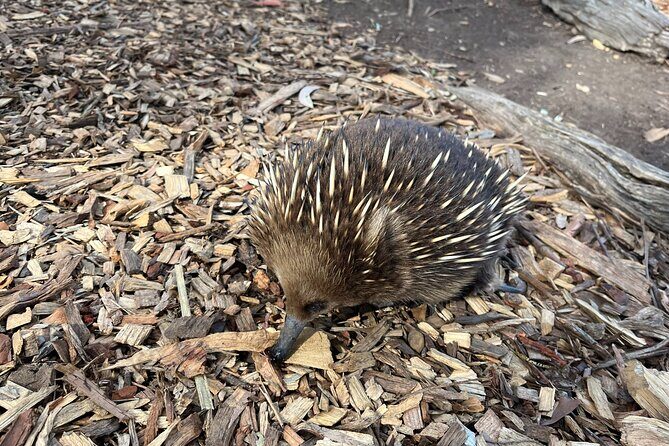 Tasmanian Wildlife and Mountain Shore Excursion - A Closer Look at What the Tour Offers