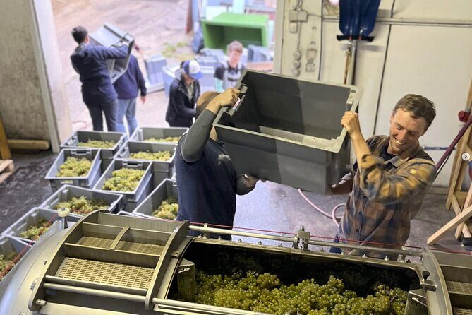 Taste and Tour Small Organic Wineries with a Winemaker - Key Points