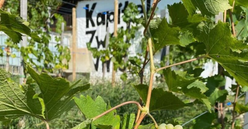 Taste and Tour Small Organic Wineries with a Winemaker - The Itinerary Breakdown: What to Expect