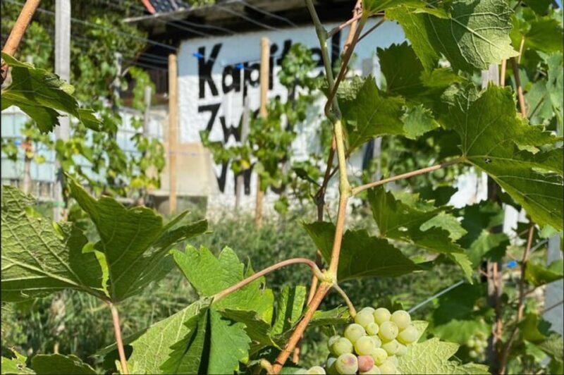 Taste and Tour Small Organic Wineries with a Winemaker - Why This Tour Resonates Well