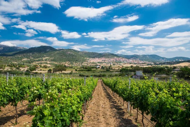Taste Gallura: Try our products and discover our winery. - Key Points
