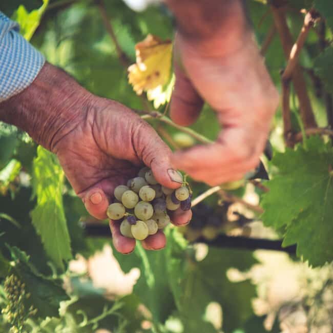 Taste Gallura: Try our products and discover our winery. - The Itinerary in Detail
