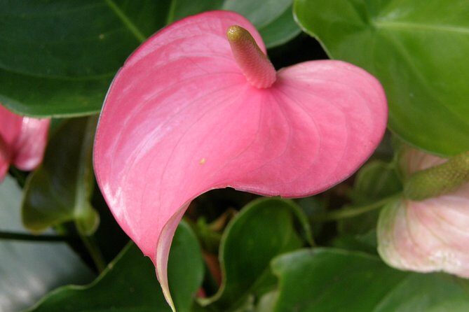 Taste of Barbados Full-Day Sightseeing tour - The Sum Up