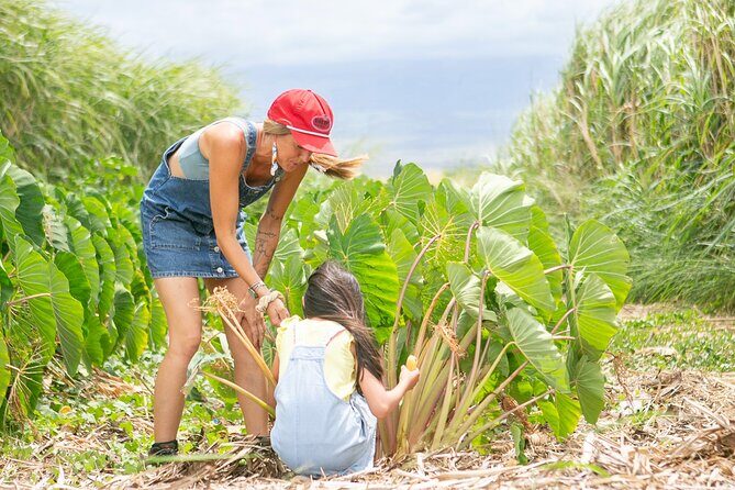 Taste of Hawaii: A Maui Farm Tour - An In-Depth Look at the Maui Farm Tour