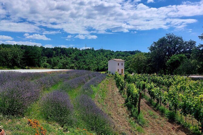 Taste of Istria - wine, brandy, vinegar, local food - FAQ: Your Practical Questions Answered