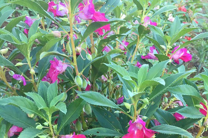 Taste of Jamaica Farm Cookout - Starting Point: The Drive Through Fern Gully and Village Scenes