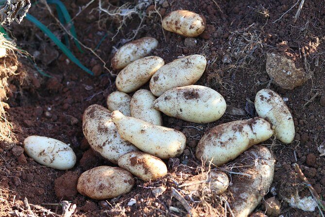Taste of Jamaica Farm Cookout - What Makes This Tour Special?