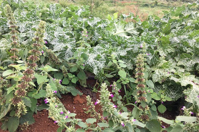 Taste of Jamaica Farm Cookout - The Social and Educational Aspects