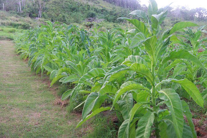 Taste of Jamaica Farm Cookout - The Experience for Different Types of Travelers