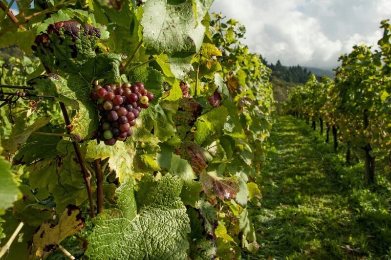 Taste of Setubal: Market Visit and Wine Tastings - Who Will Love This Tour?