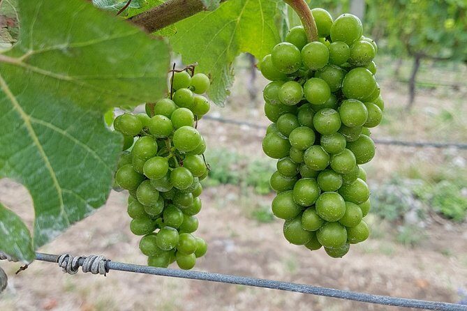 Taste the Valley Wine Tour in Marlborough with Wine Tasting - What to Pack & Wear