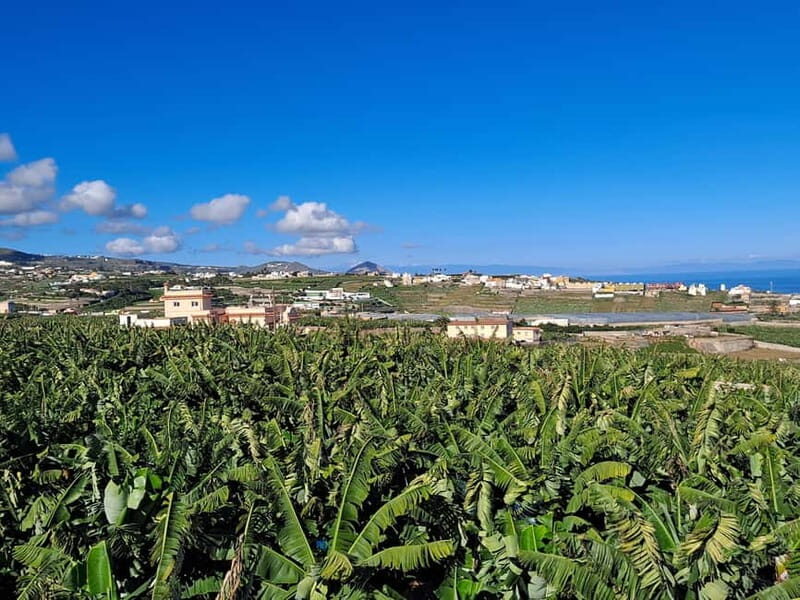 Tastes of Gran Canaria A Day of Flavours and Culture - The Sum Up