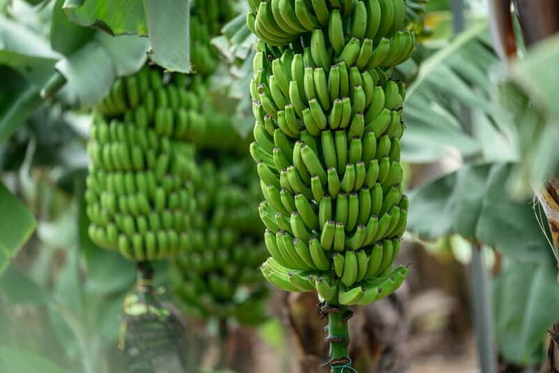 Tastes of Gran Canaria A Day of Flavours and Culture - FAQ