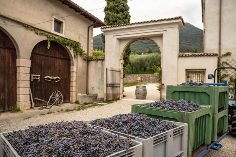 Tasting in the cellar, in Caprino Veronese, Pesina. - Discovering Veneto’s Flavors: A Tasting in Caprino Veronese