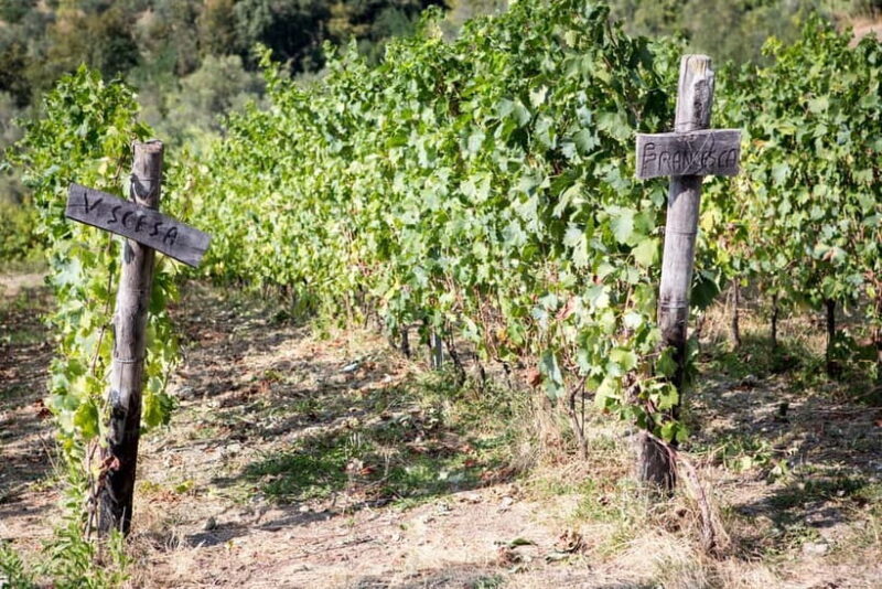 Tasting in the Colli di Luni - Frequently Asked Questions