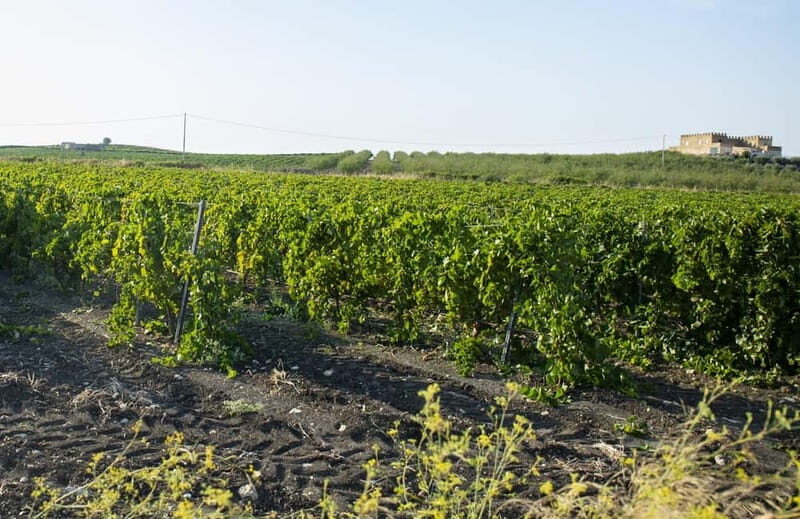 Tasting of EVO Wines and Oil in the countryside of Agrigento - Key Points