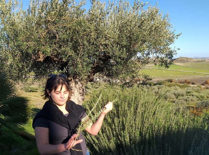 Tasting of EVO Wines and Oil in the countryside of Agrigento - An In-Depth Look at the Experience