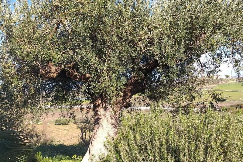 Tasting of EVO Wines and Oil in the countryside of Agrigento - Who Will Enjoy This Tour?