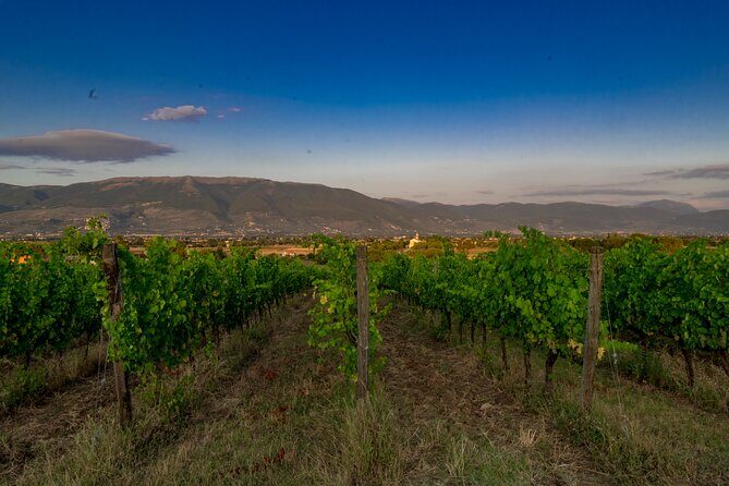 TASTING Selection of 3 wines in Montefalco - A Close Look at Bocale’s Wine Tasting Experience