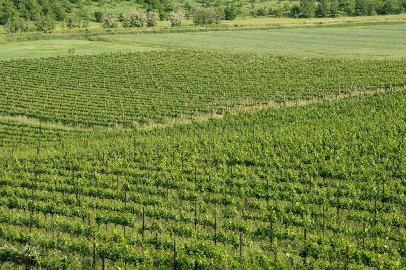 Tastings in the villa - THE SECRETS OF THE TORRIOLO ESTATE - FAQ