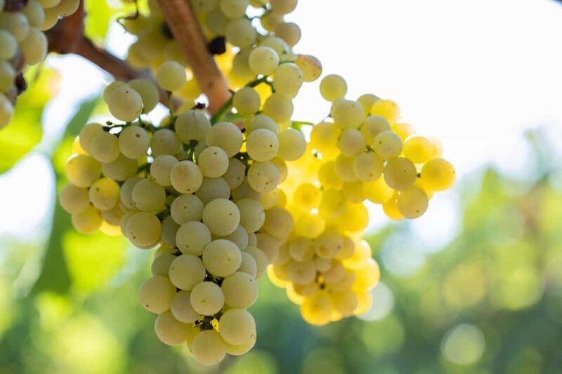 Tastings - What to Expect: From Booking to The Sum Up