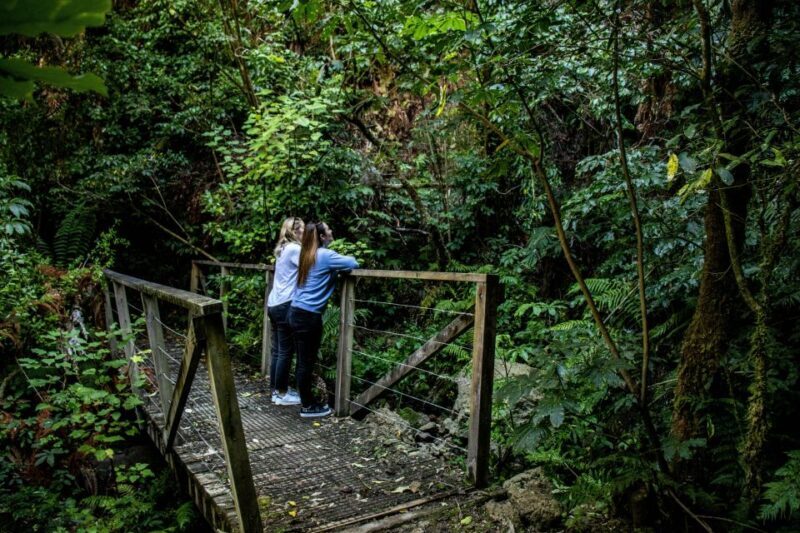 Taupo: Lake Taupo Western Bays Catamaran Tour with Bush Walk - Practical Tips for Travelers