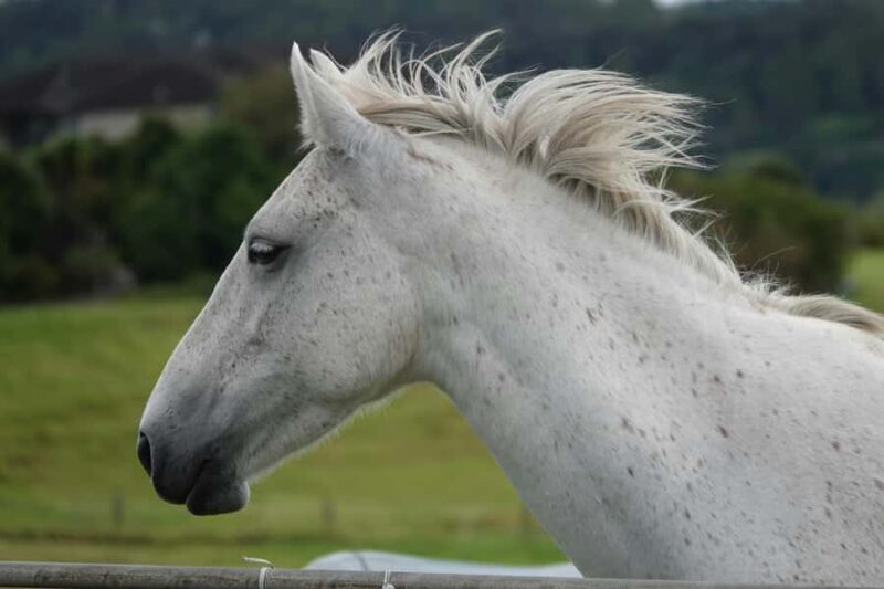 Taupo/Turangi: The Torohe Half-Day Horse Trek - Crossing the Waimarino River: A Highlight