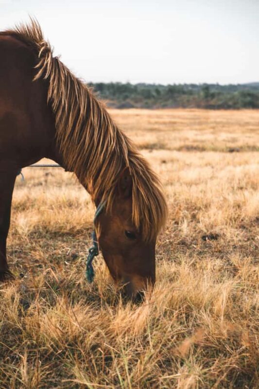 Taupo/Turangi: The Torohe Half-Day Horse Trek - Lunch and Relaxation by the River