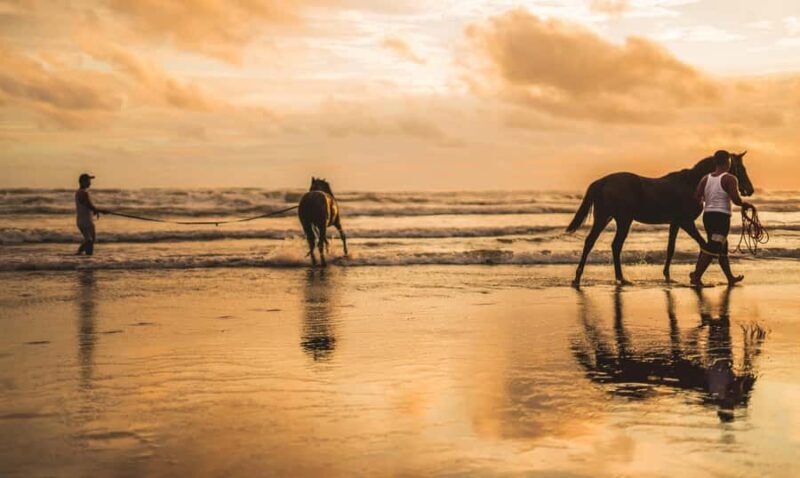 Taupo/Turangi: The Torohe Half-Day Horse Trek - FAQ