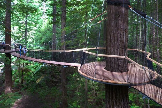 Tauranga to Rotorua Geysers & Canopy Tree Walk. Private Tour. - Introduction: Discovering Rotorua and Tauranga’s Natural Gems