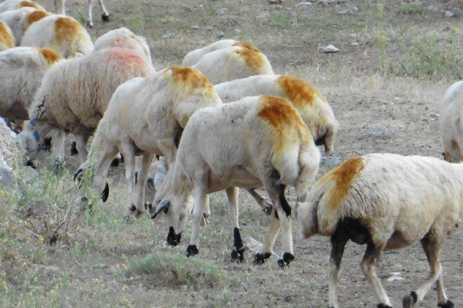 Taurus Mountains Trekking Tour (3723m) - Who Is This Tour Best For?