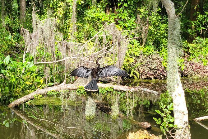 Tavares Half-Day Kayak Rental for Two on the Dora Canal - Introduction