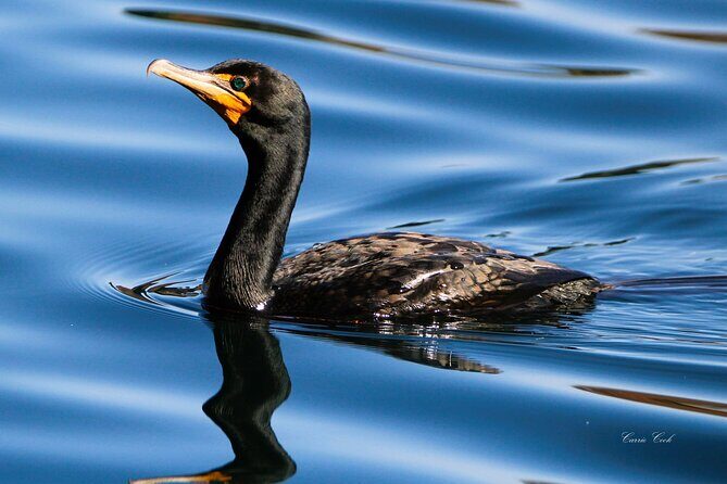 Tavares Half-Day Kayak Rental for Two on the Dora Canal - Authentic Wildlife Encounters & Nature