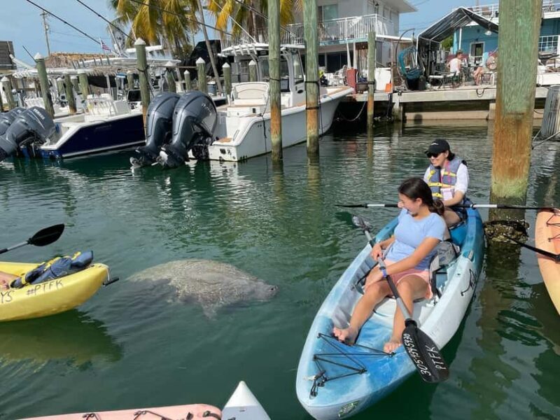 Tavernier, FL: Mangrove and Manatees Guided Kayak Eco Tour - Who Would Enjoy This Tour?