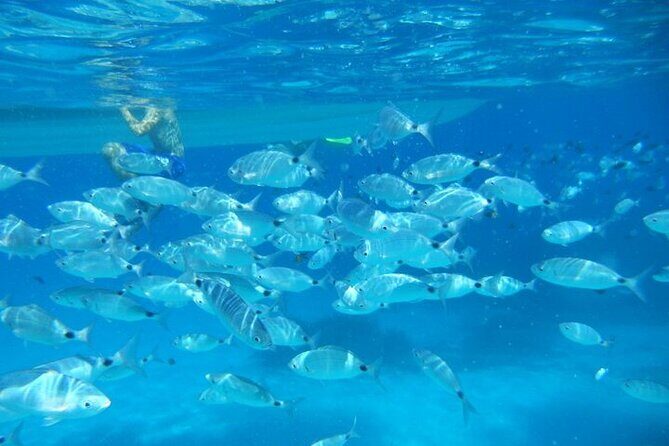 Tavolara and Molara Snorkeling with Guide - A Detailed Look at the Itinerary