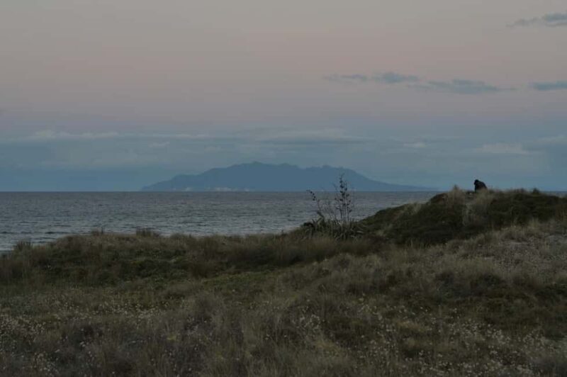 Tawharanui: Kiwi Spotting & Stargazing Tour w/ Optional Stay - The Sum Up