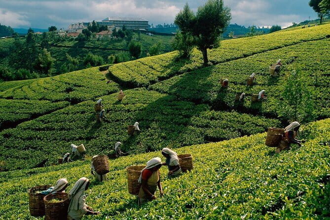 Taxi from Anuradhapura to Sigiriya / Dambulla (Private) - The Sum Up