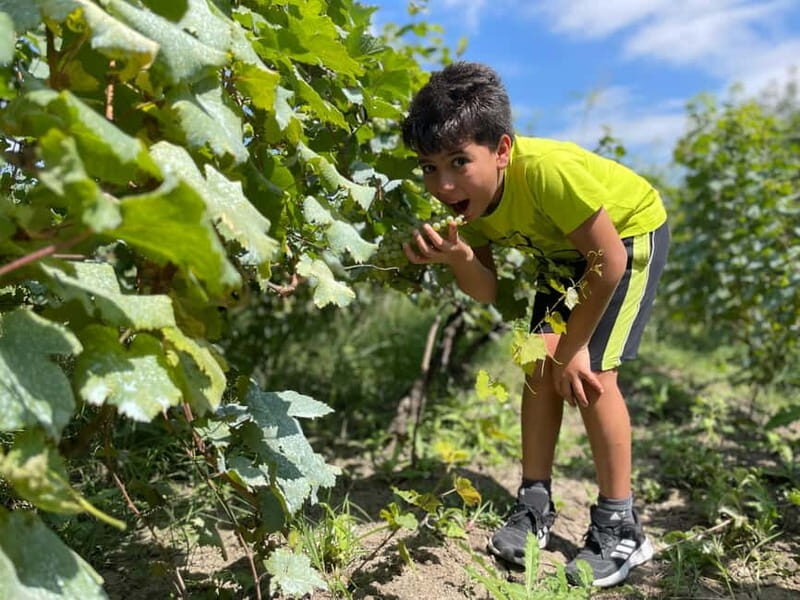 Tbilisi: Kakheti Private Wine Tour with Family Lunch - Frequently Asked Questions