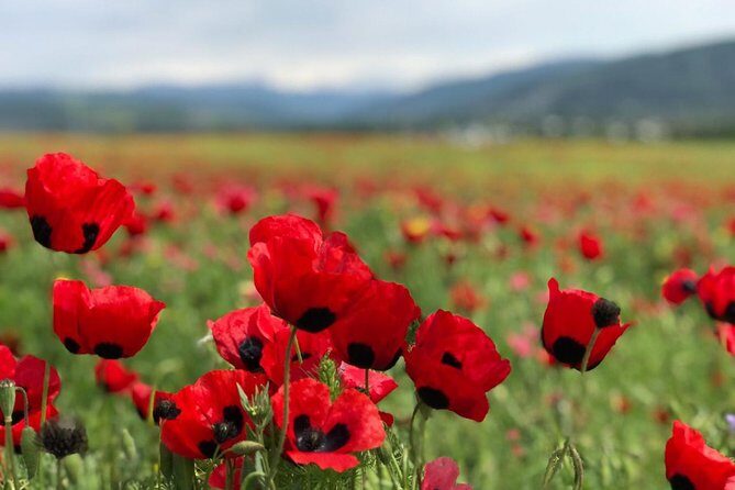 Tbilisi & Mtskheta bus tour hop on hop off - Key Points