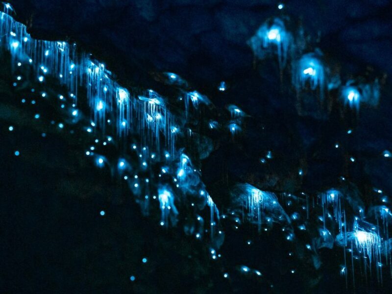 Te Anau: Glowworm Caves Guided Tour - The Silent Glowworm Grotto: The Magic Moment
