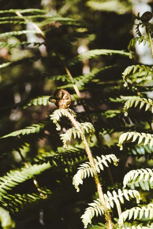 Te Anau: Kepler Track Helicopter Hike with Boat Ride - Final Thoughts