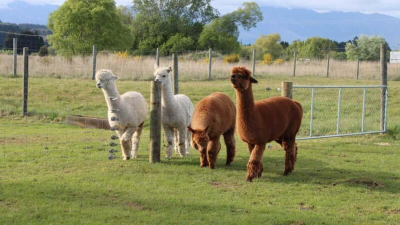 Te Anau: Milford Sound Coach & Cruise with Farm Experience - Milford Sound Cruise: Nature’s Masterpiece