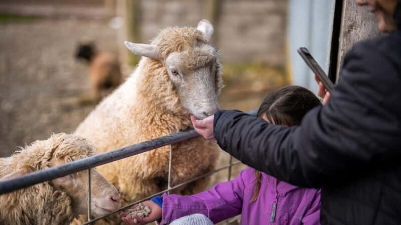 Te Anau: Milford Sound Coach & Cruise with Farm Experience - Final Thoughts